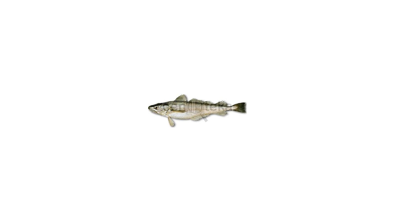 Oslić 1kg - Cenoteka